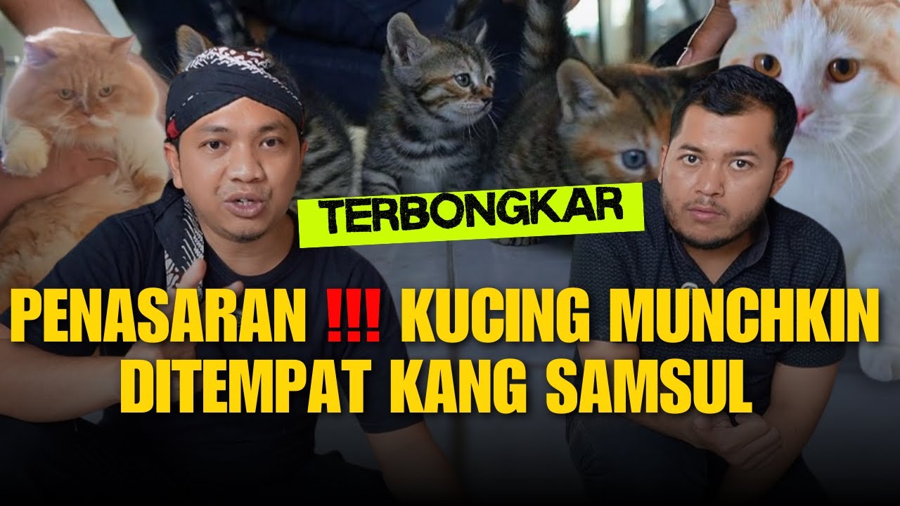 Bikin Pengen Adop. Beberapa Jenis Kucing Cebol Ditempat Kang Samsul ...