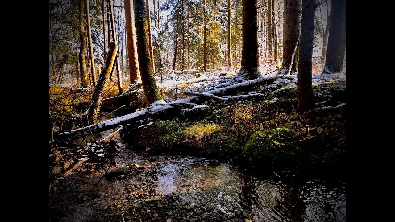 Field Recording I Nature and Wildlife Soundscapes I Sennheiser me66 NOS ...