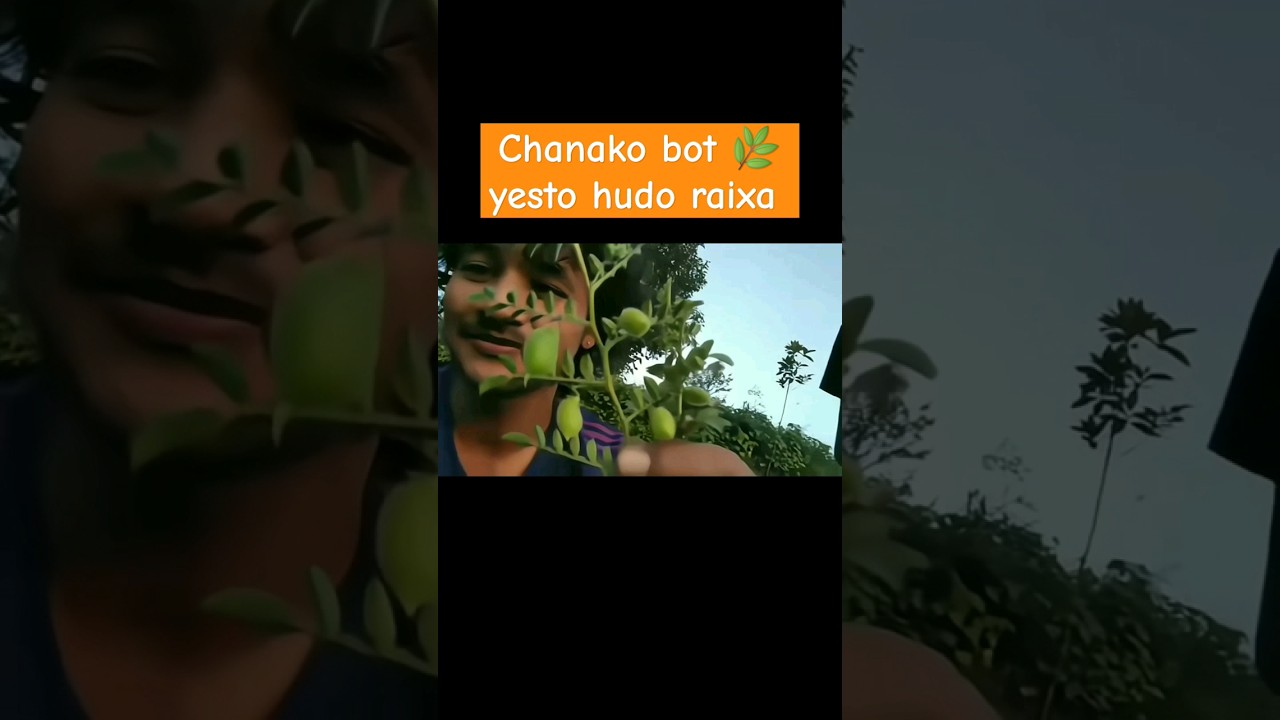 Chana ko bot yesto hudo raixa #chana #vlog #reels #fypシ #fyp #video # ...
