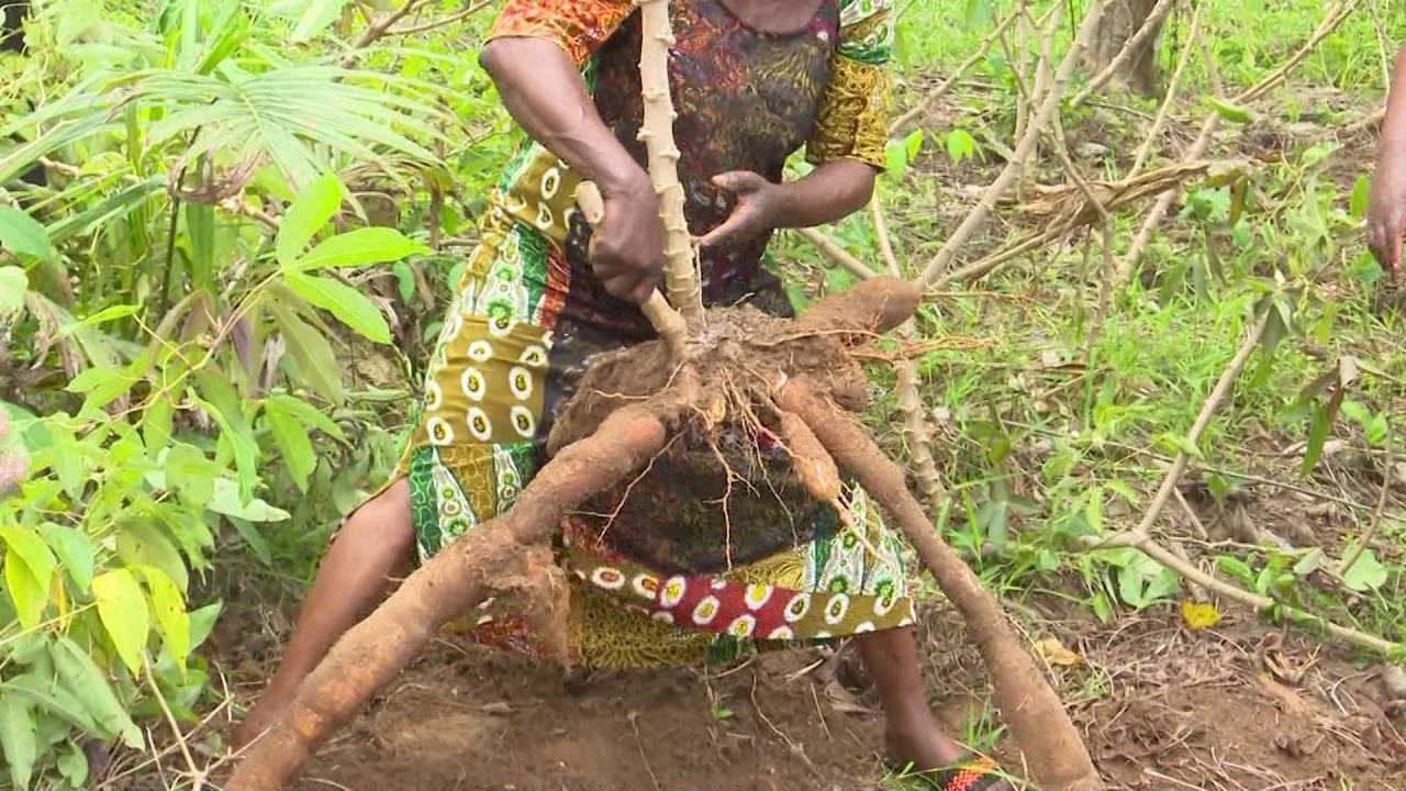 Agriculture: Production du manioc, les femmes congolaises formées en ...