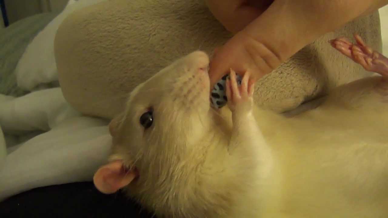 Templeton Rat grooming me. - YouTube