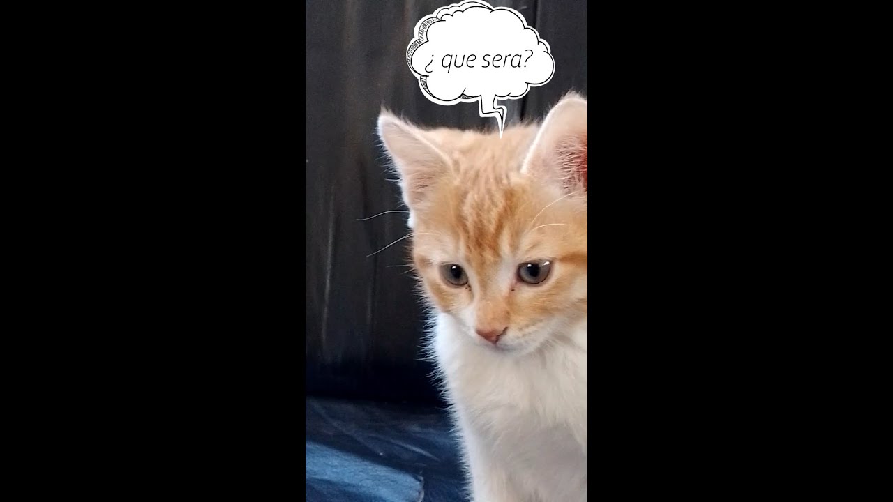 GATITO MUY ATENTO #pensativo #observando #shortfeed #shorts - YouTube