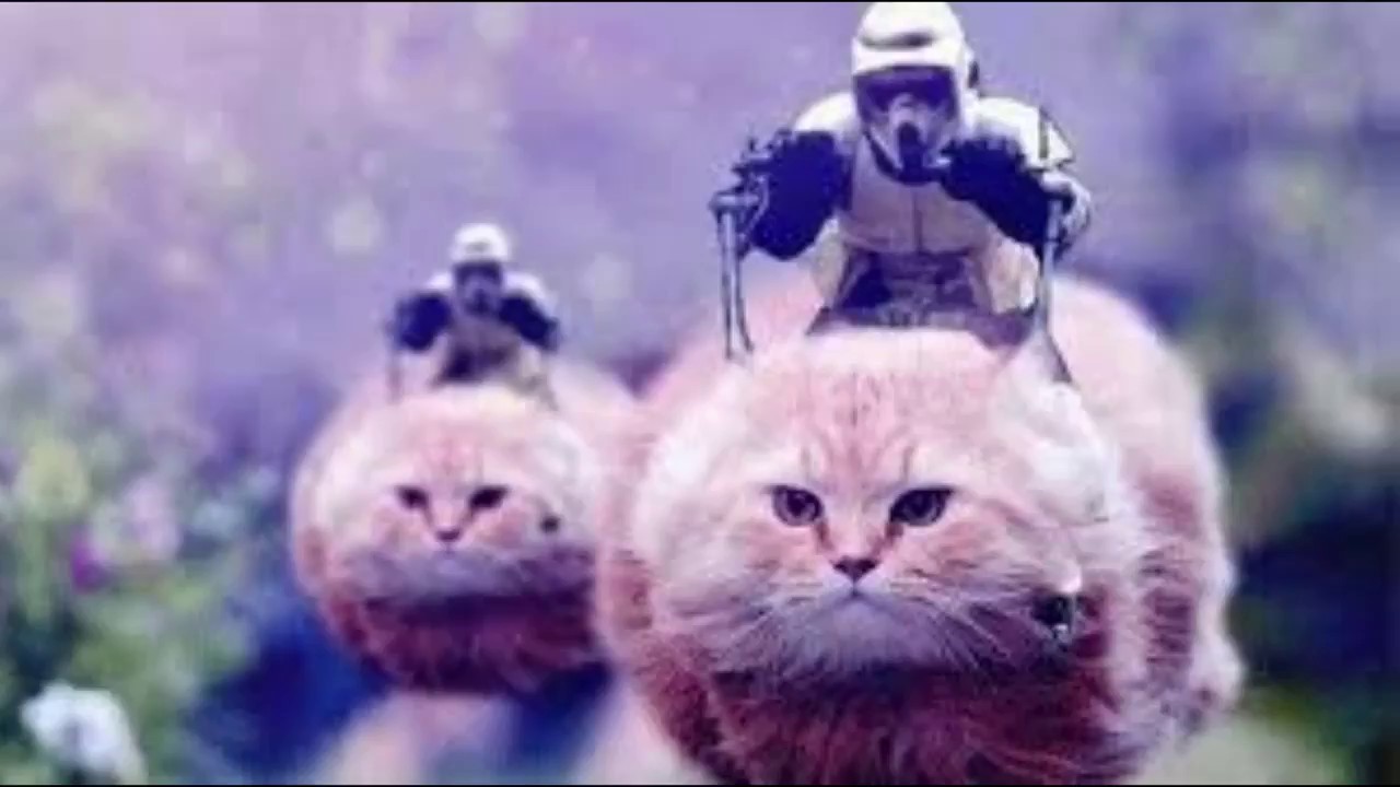 Dank memz cats - YouTube