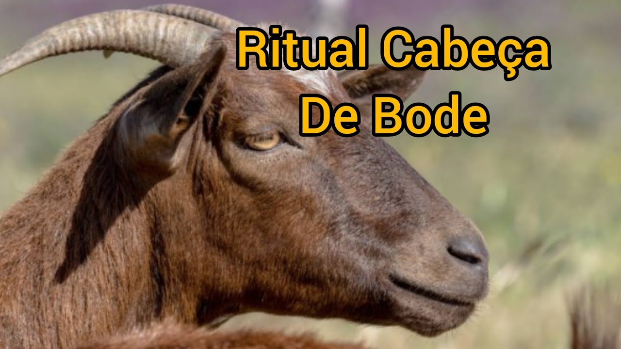 Ritual Cabeça De Bode Entenda Mais! - YouTube