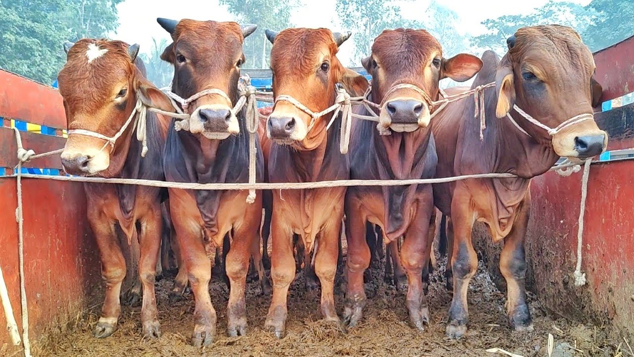 Cow unloading at very popular village cattle market | Cow unloading ...
