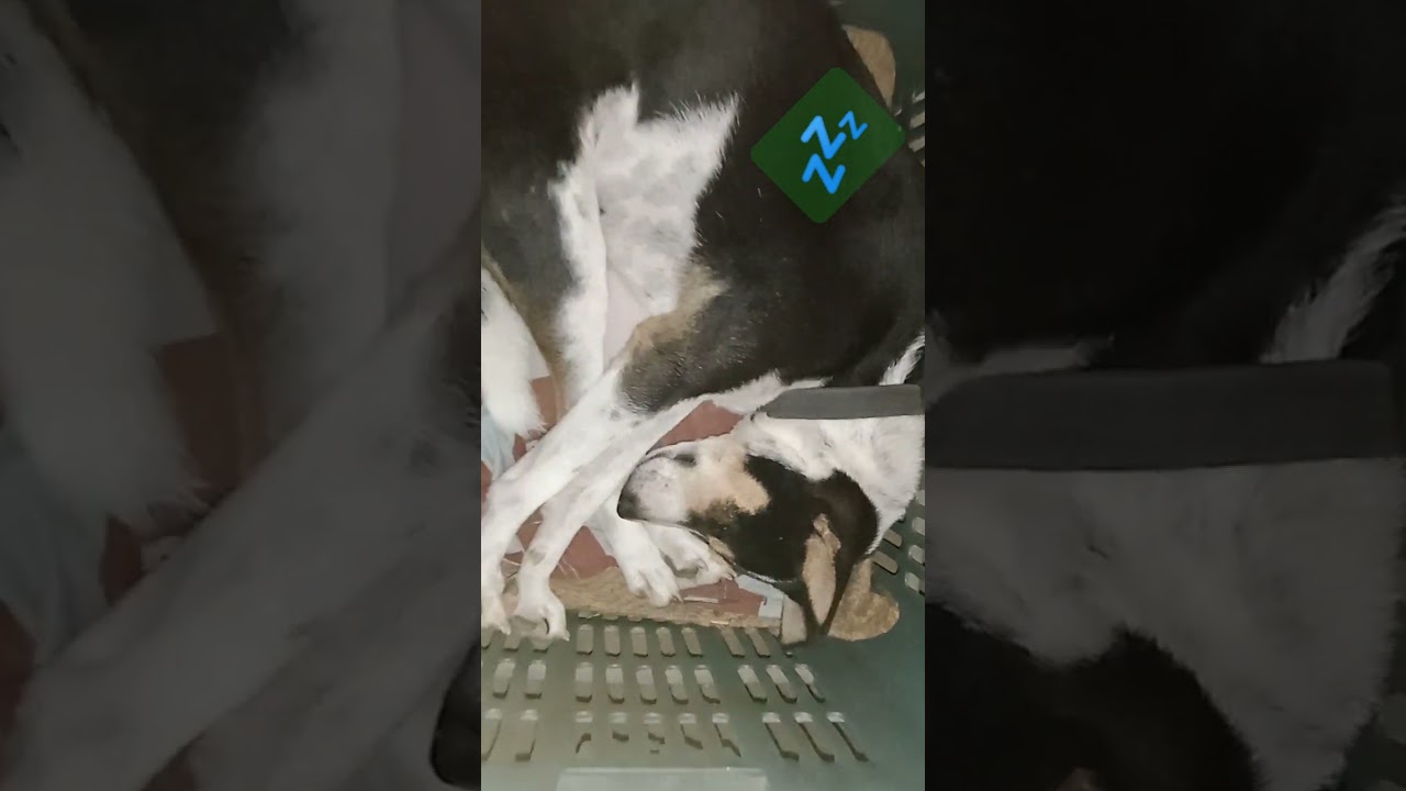 Sleeping Dog Suji 💤 moment #dogmoments - YouTube