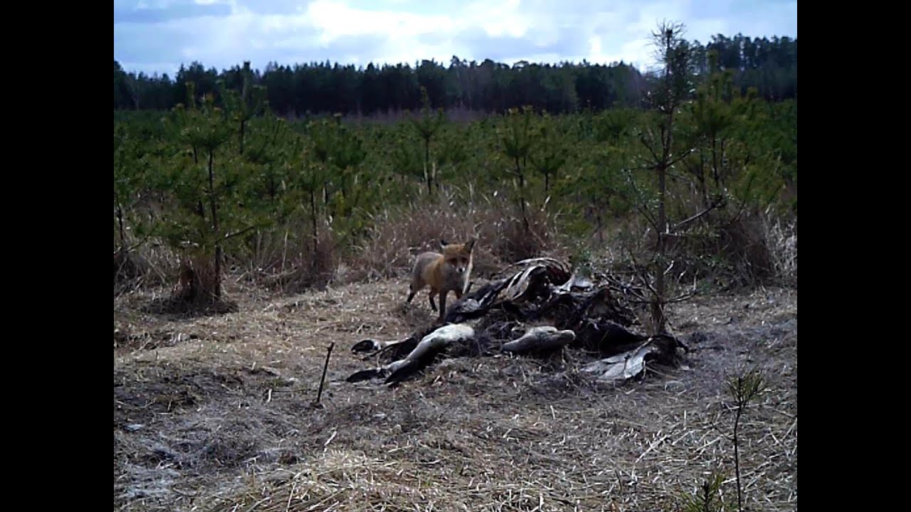Lis na padlinie / Fox eating carrion - YouTube