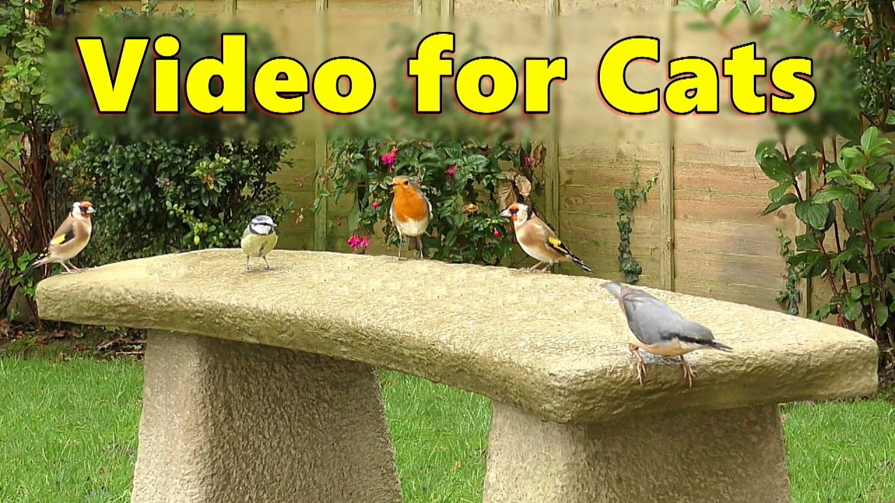 Bird Videos for Cats to Watch ~ Birds at The Bird Table ⭐ 8 HOURS ⭐ Cat ...