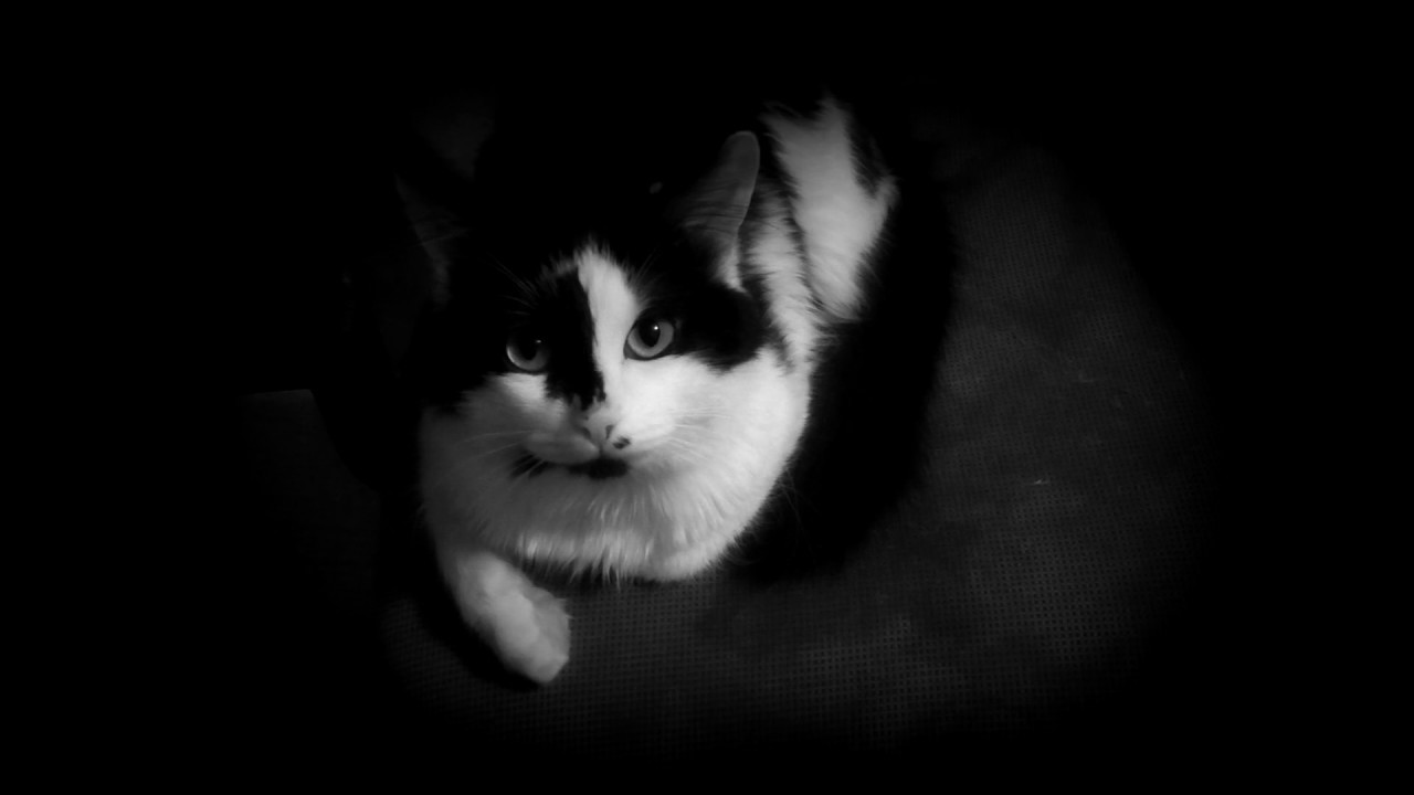 Симба Кот | Simba cat - YouTube