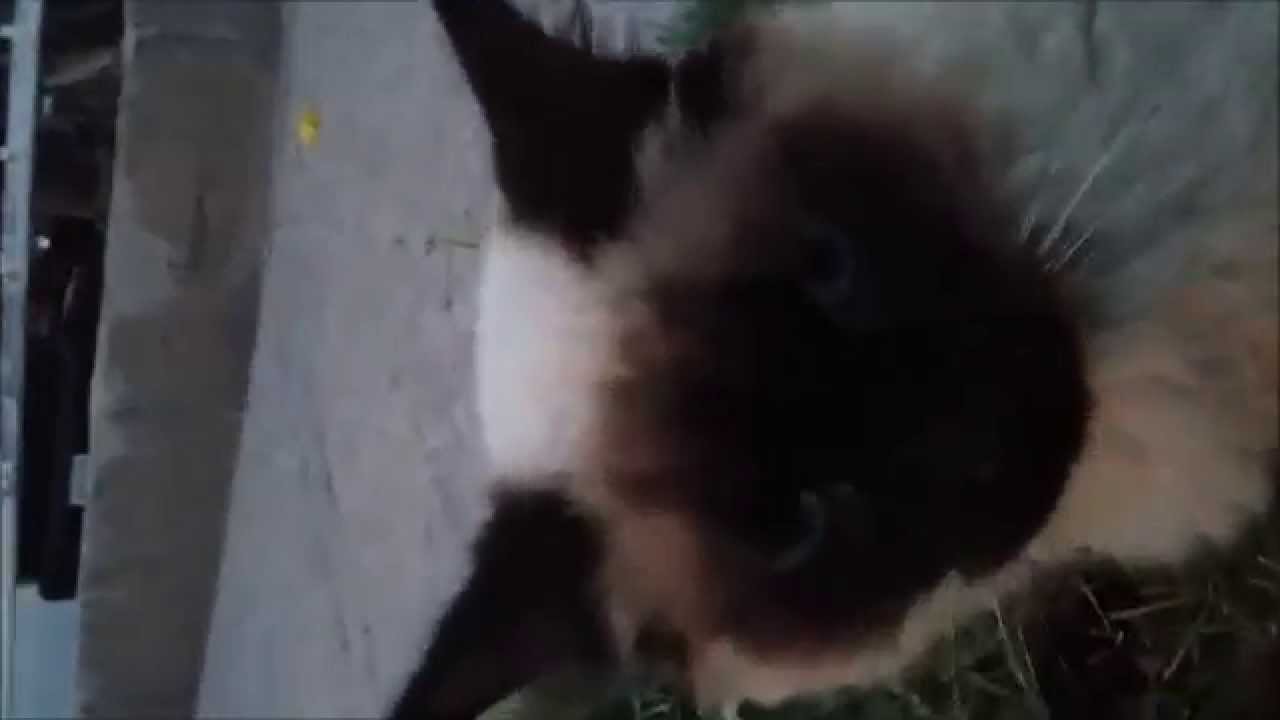 gato buchon escuchando a ariel camacho - YouTube