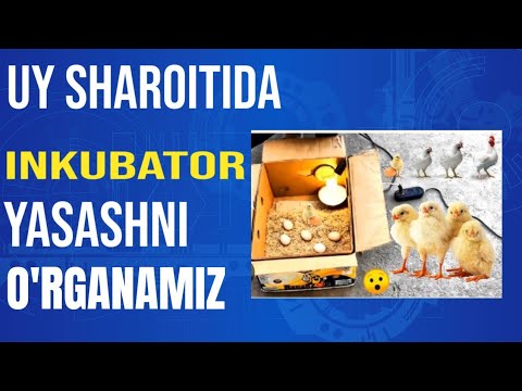 Uy sharoitida Inkubator yasash. Tez va oson