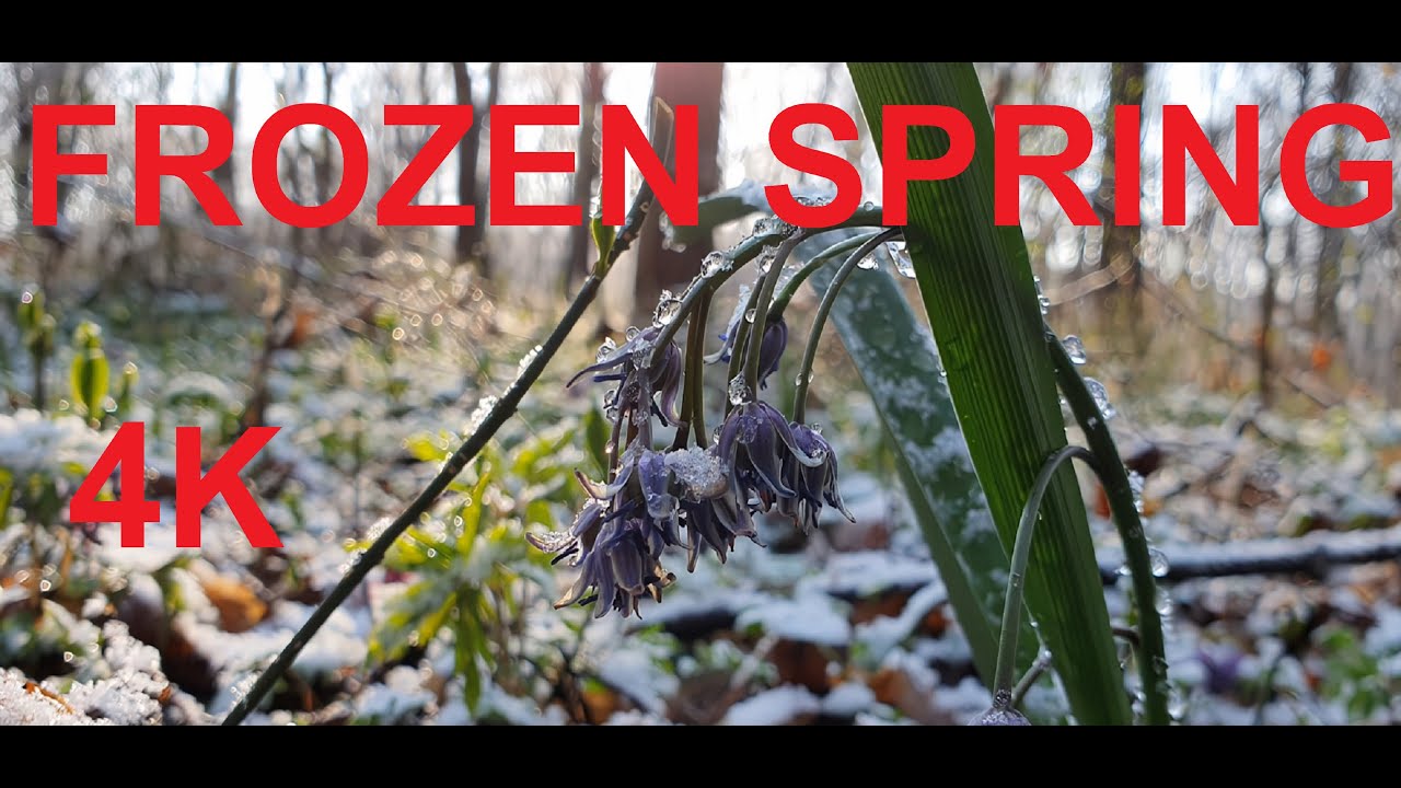 SPRING KLING #shortvideo #music #nature #cute #beautiful #2026 #snow # ...