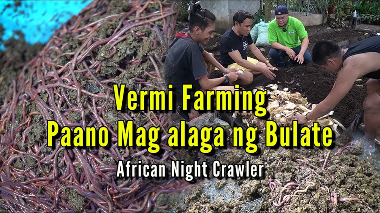 Vermi Farming - Paano Mag alaga ng Bulate, African Night Crawler - YouTube
