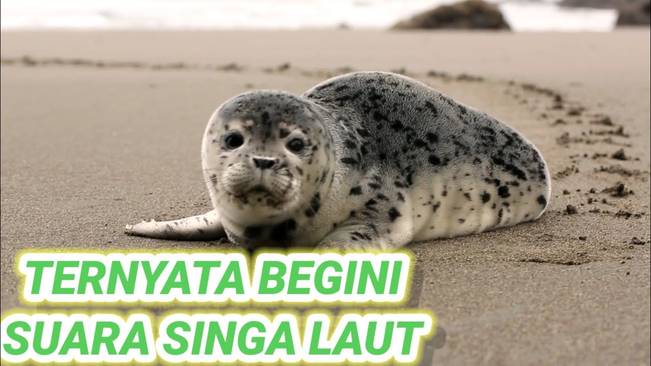 Suara Singa Laut - Zona Hewan - YouTube