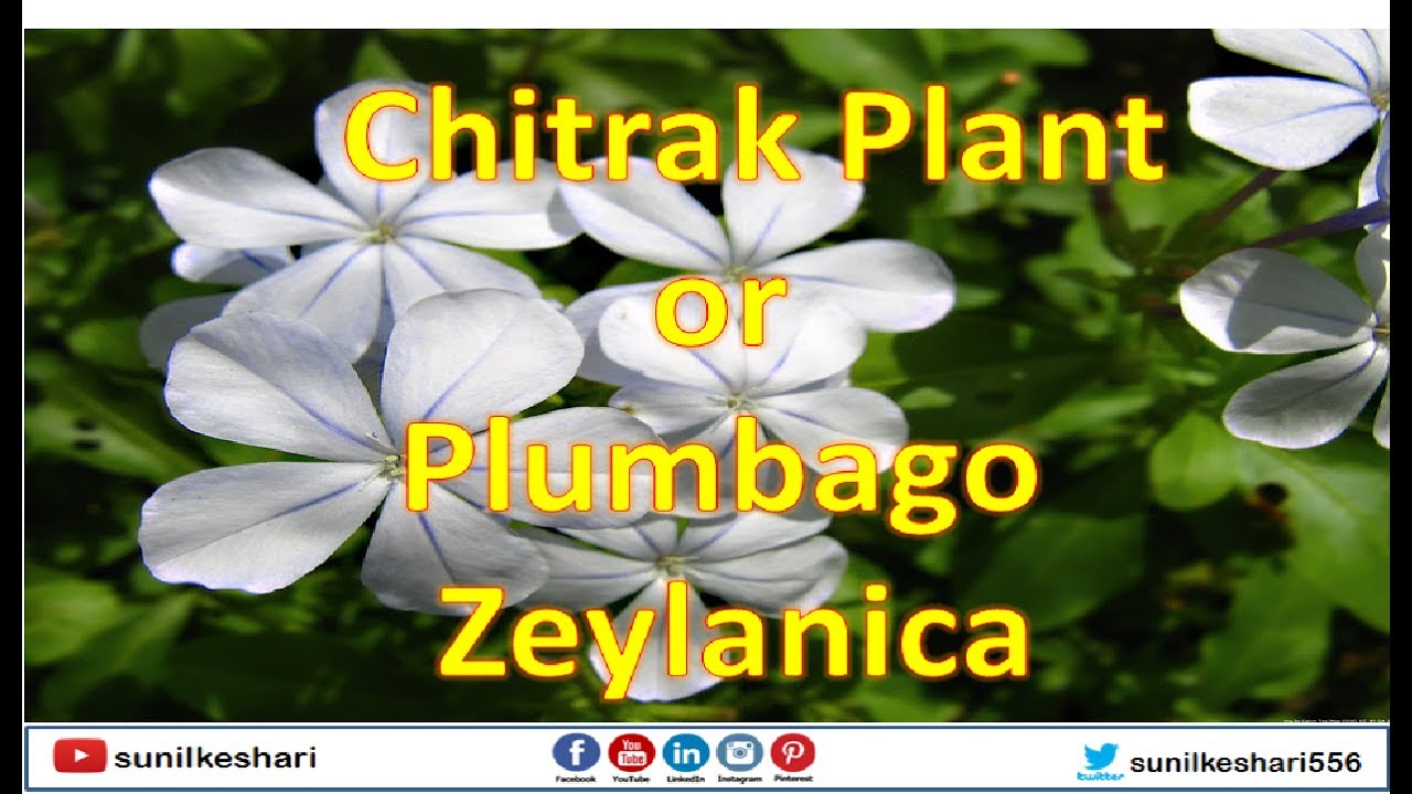 chitrak plant or plumbago zeylanica plants - YouTube