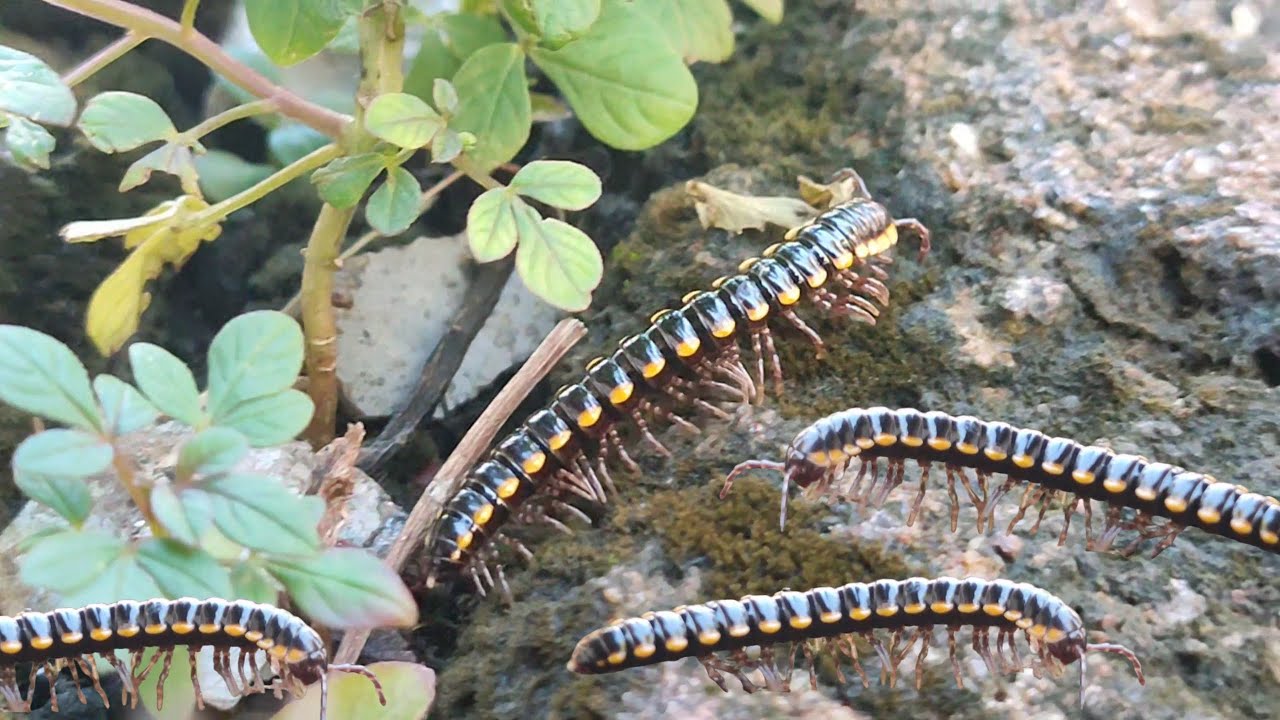 harpaphe haydeniana, almond-scented millipede or cyanide millipede ...