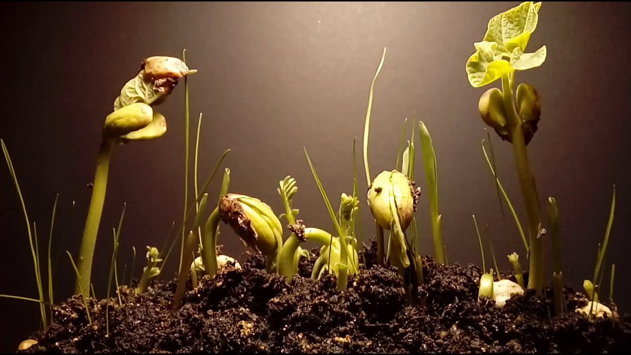 Germinação das plantas - YouTube