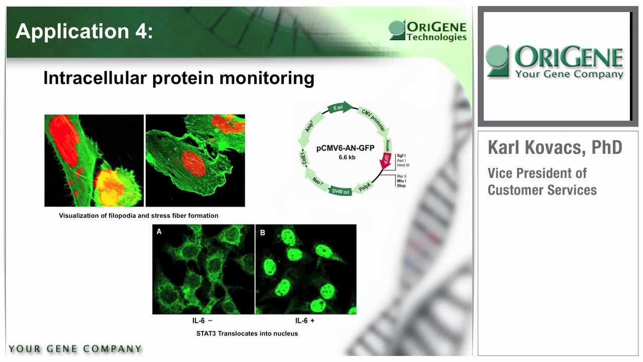 Webinar: TrueORF clones - Expression Validated ORF clones - YouTube