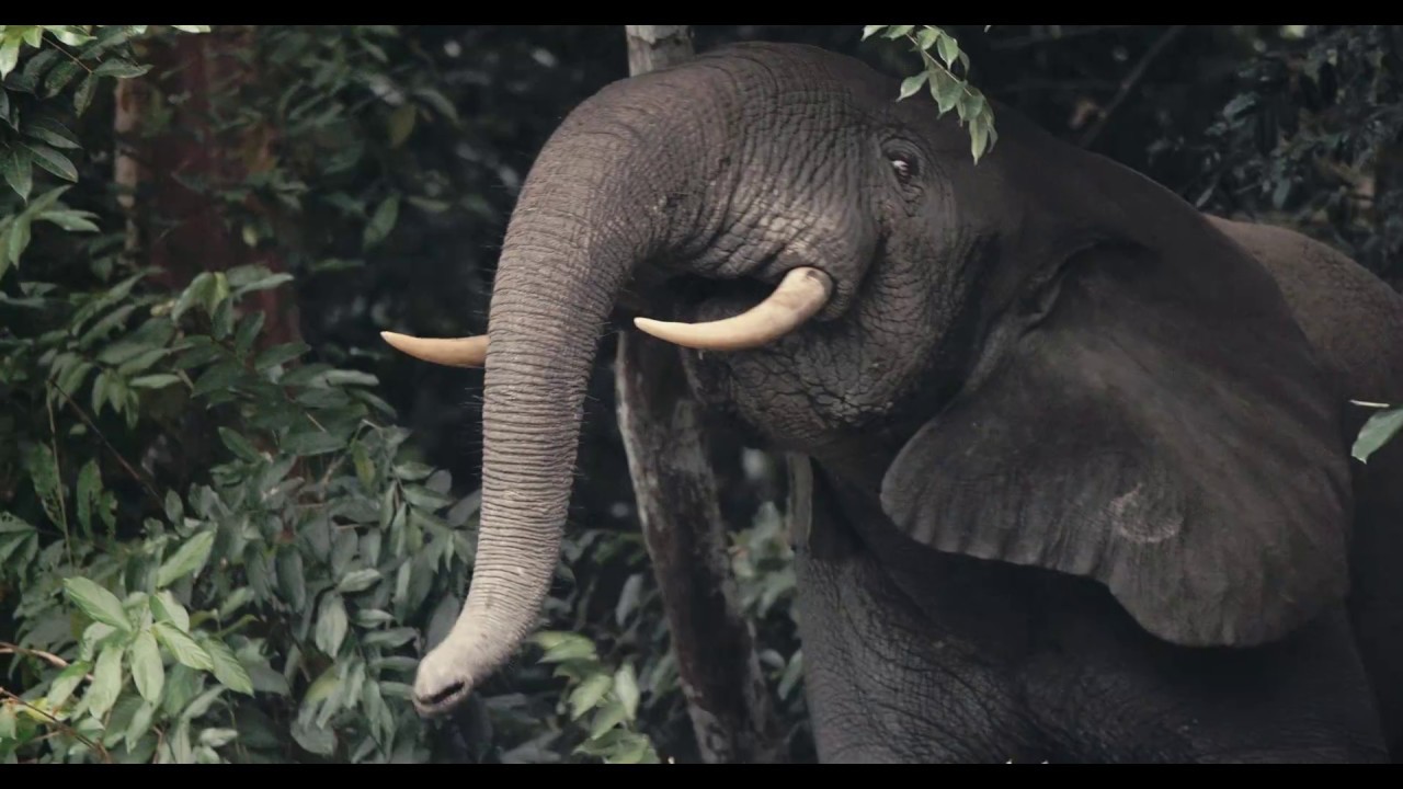 I am Congo - L’éveil de la nature - YouTube