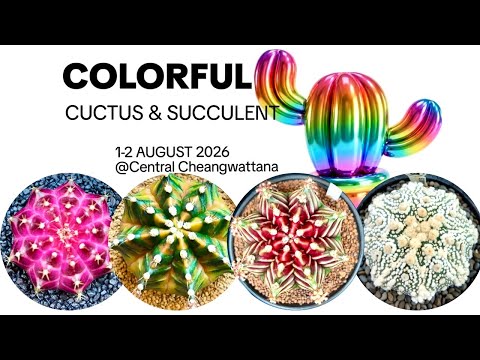 Tour Cactus Fair 🌵🎊 Colorful Cactus & Succulent fair 1-2 Aug 26 @ Cactral Chaeng Wattana✨
