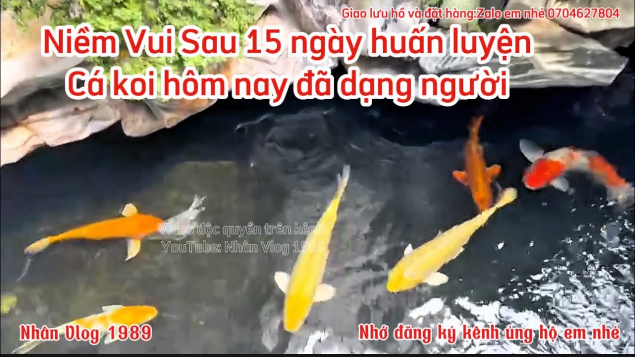 Hồ Cá Koi 2 Khối Đẹp - Sau 15 Ngày Huấn Luyện Cá Đã Dạng Người - Niềm ...