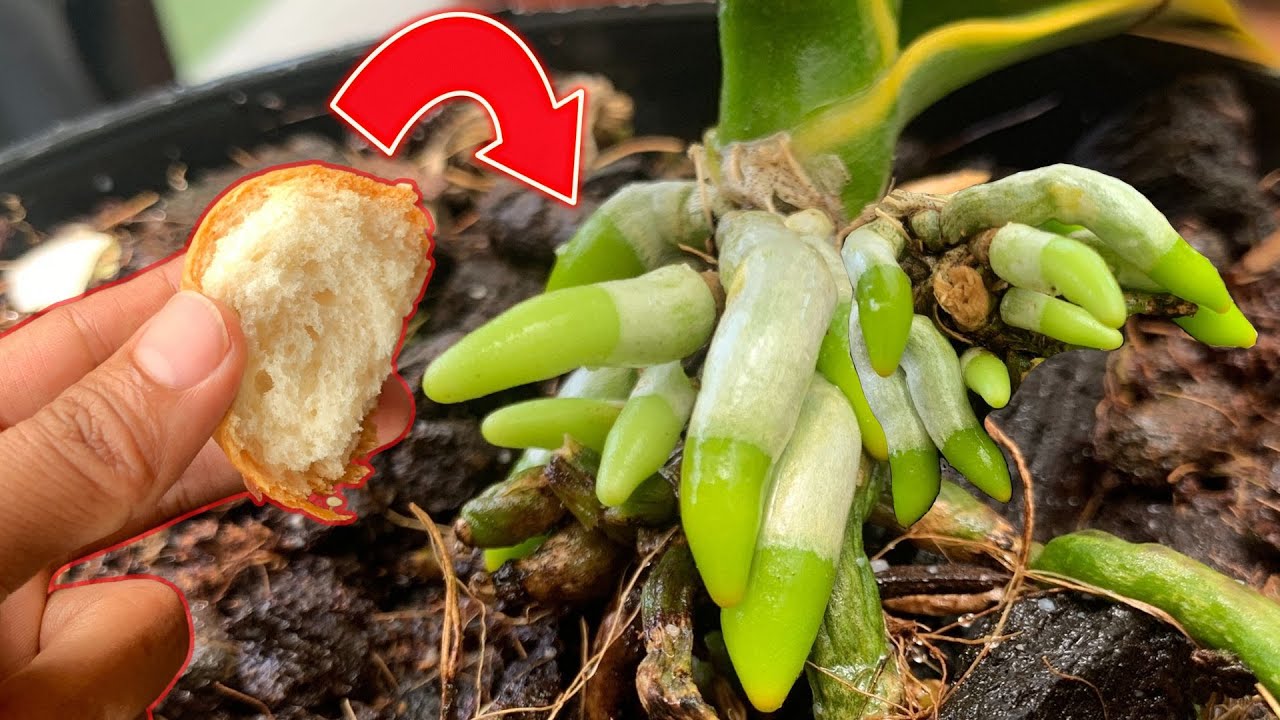 Just a piece of bread makes the orchid bloom and take root out of ...
