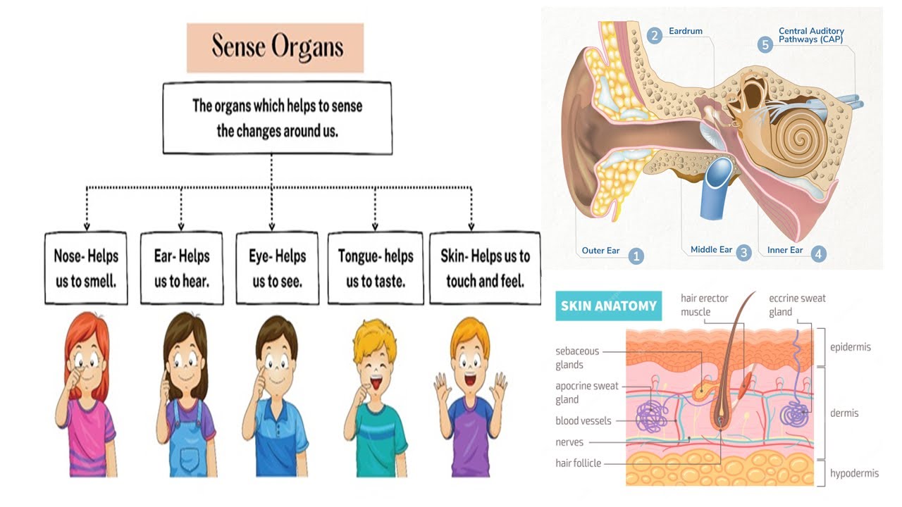 Anatomy & Physiology (95) Introduction to Sense Organ | What is Sense ...