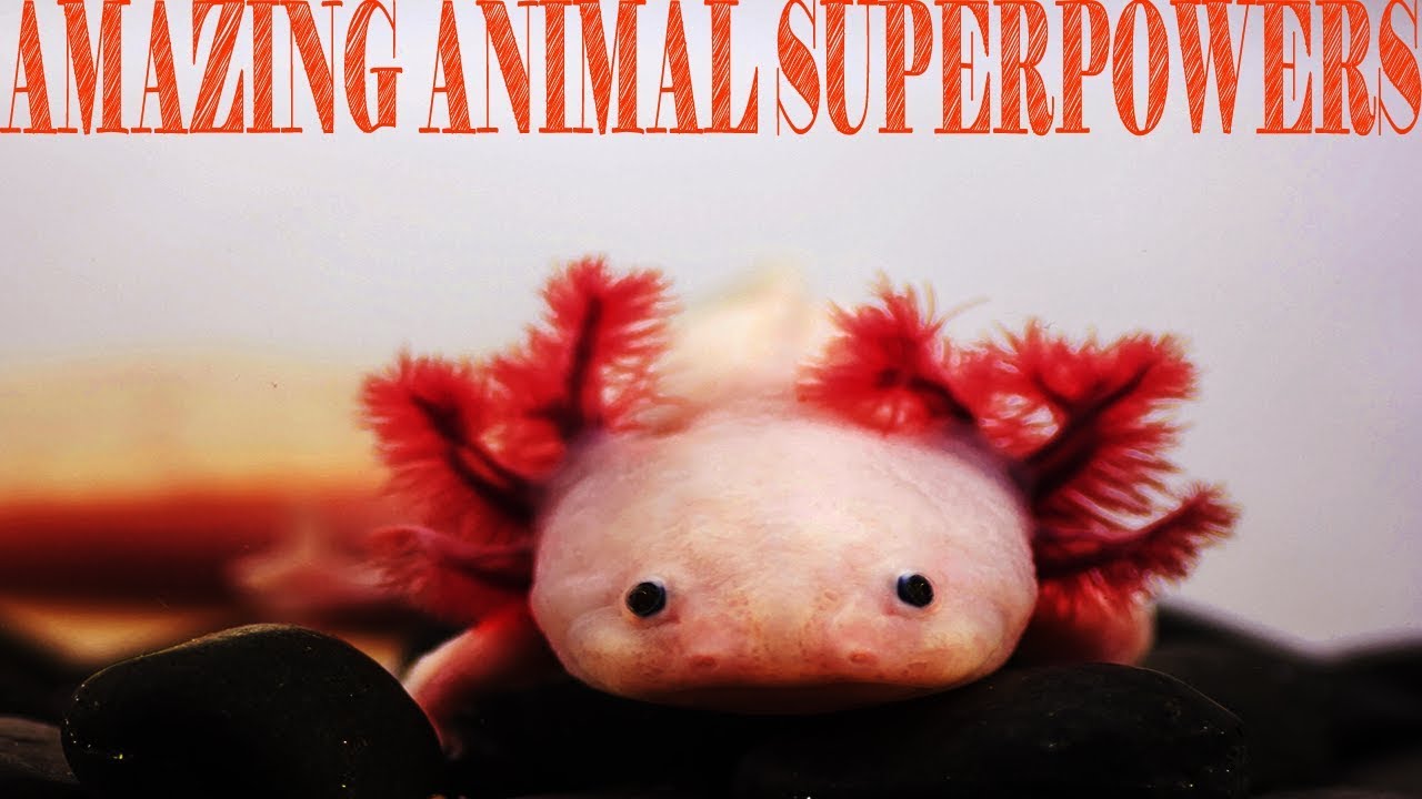 Top 10 Animals With Incredible Superpowers | Amazing Animal Superpowers ...