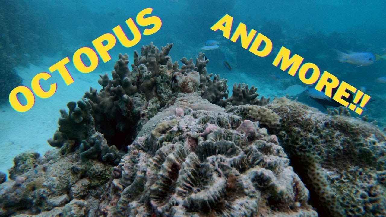 Should You Be AFRAID of Octopuses? - YouTube