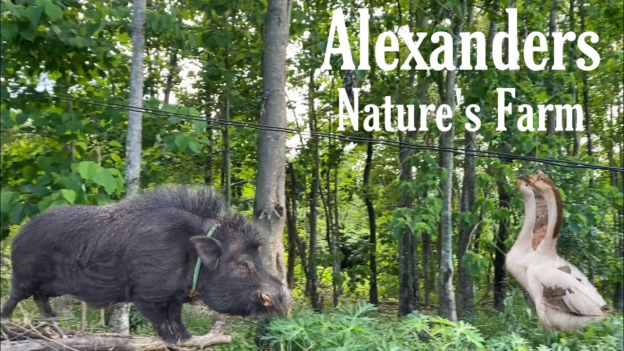 Alexanders Natural Farm - YouTube