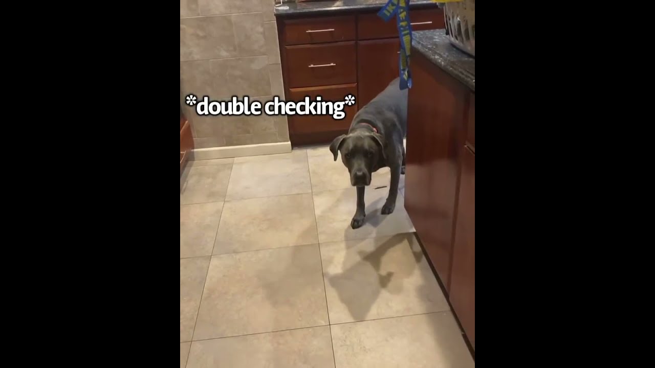 mess with the labbo you get the stabbo 😂😂 #shorts - YouTube