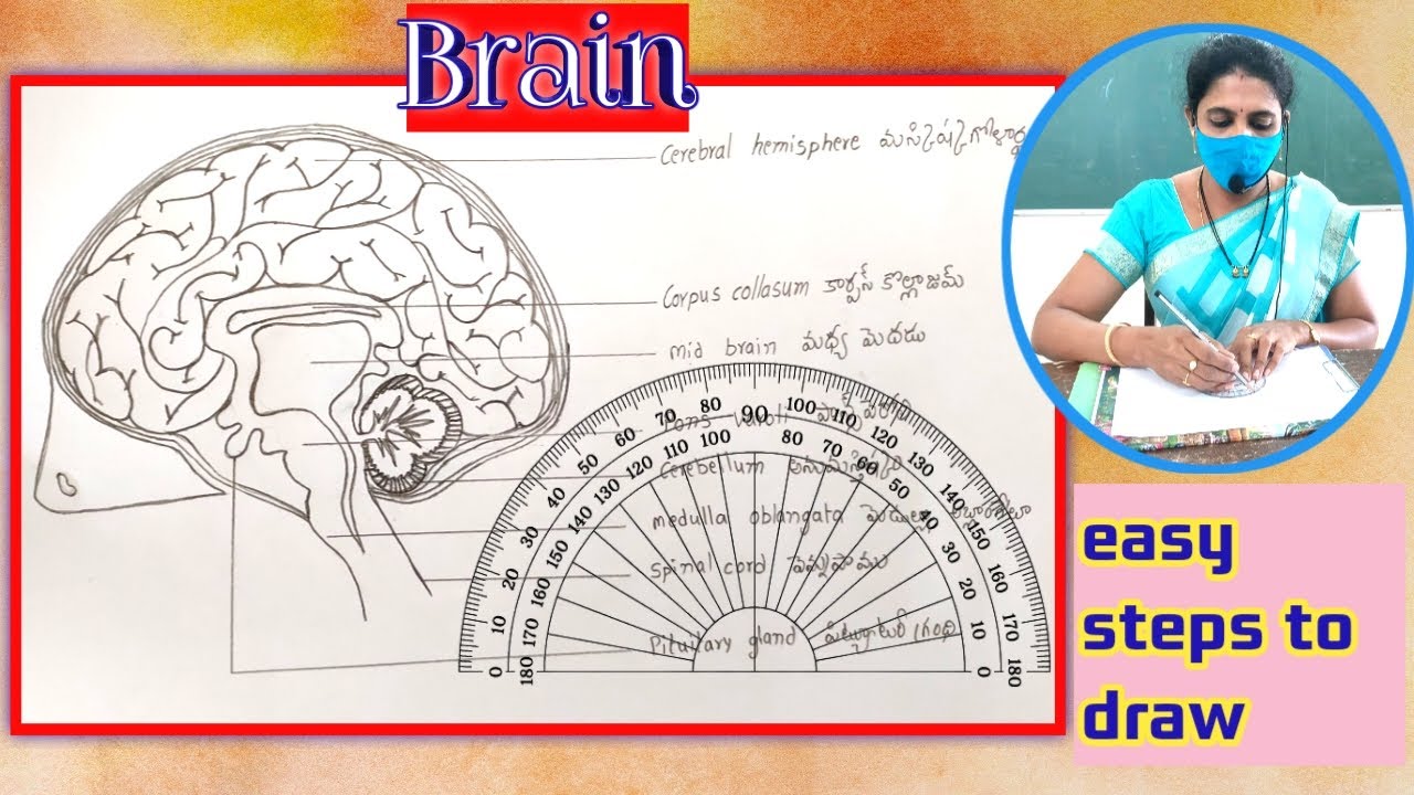 How to draw Brain diagram easily || Brain diagram || Easy steps to draw ...