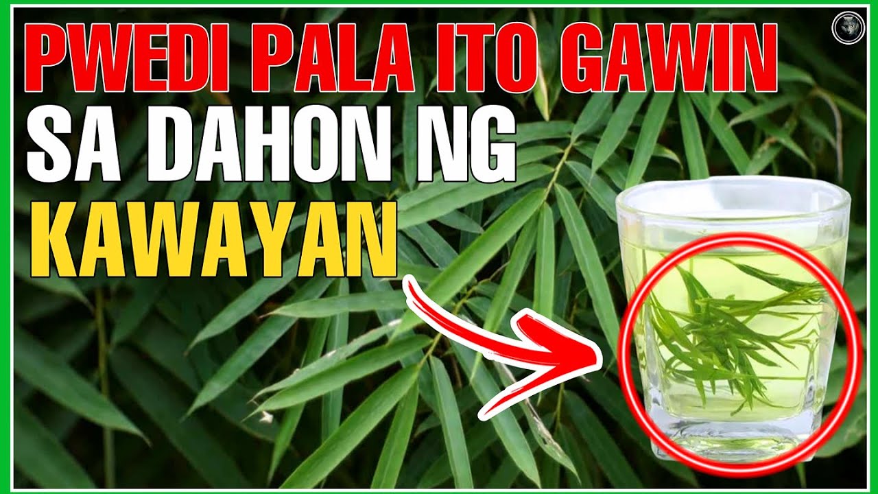 PWEDE PALA ITO GAWIN SA MGA DAHON NG KAWAYAN AT NAPAKARAMING BENEPISONG DALA , BAMBOO LEAF ...