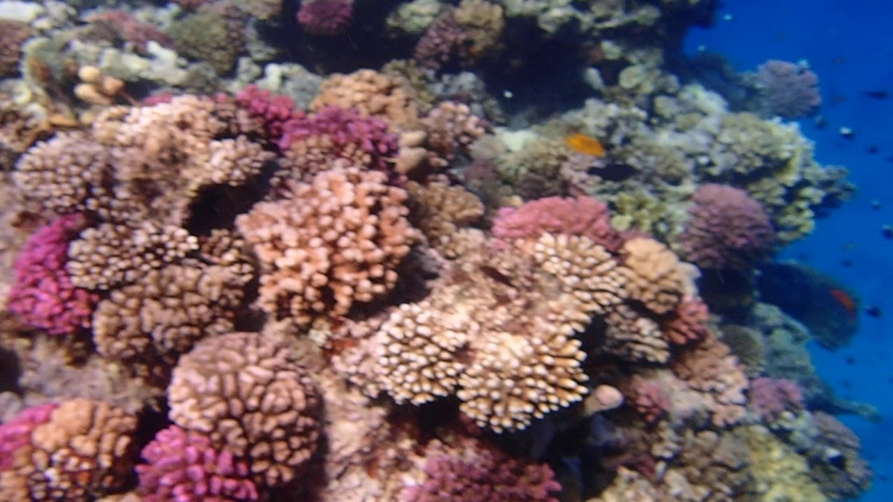 Soma Bay, Tobia Arba - YouTube