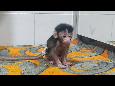 Newborn Baby Monkey Chika Wake up early singing (CHIRO L #071) - YouTube