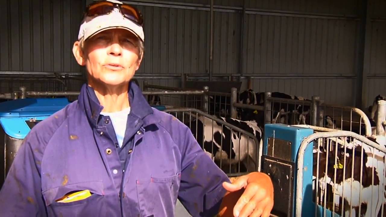 Calf Rearing Facilities - YouTube
