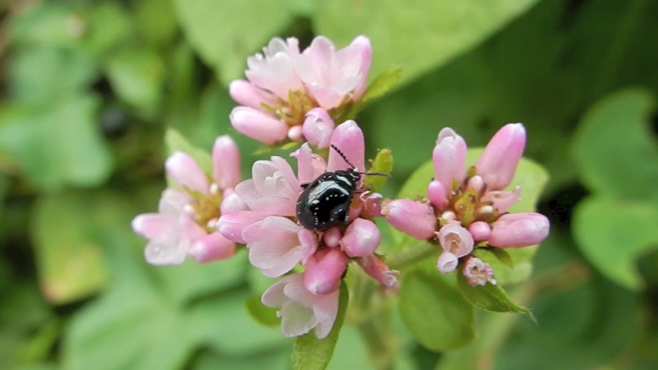 ルリマルノミハムシ/Nonarthra cyaneum 02_171006自宅 - YouTube