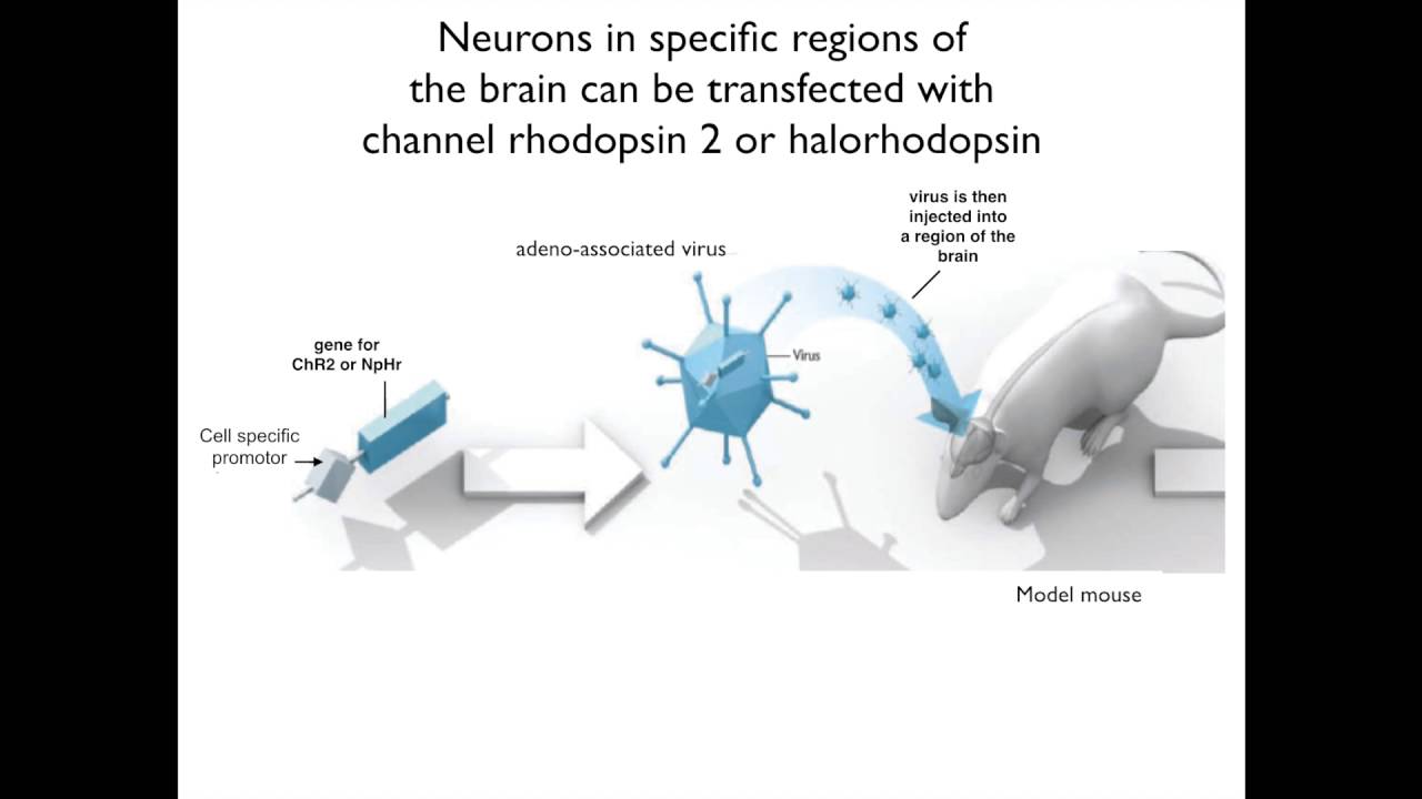 Channel Rhodopsins - YouTube