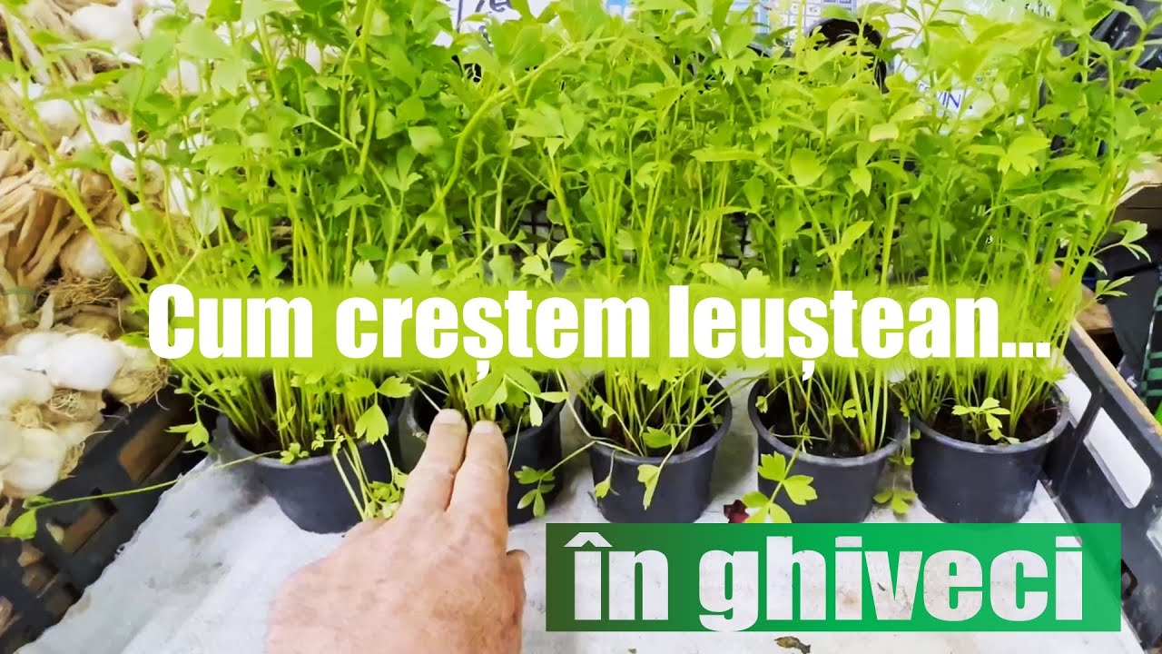 Cum crestem leustean la ghiveci? - YouTube