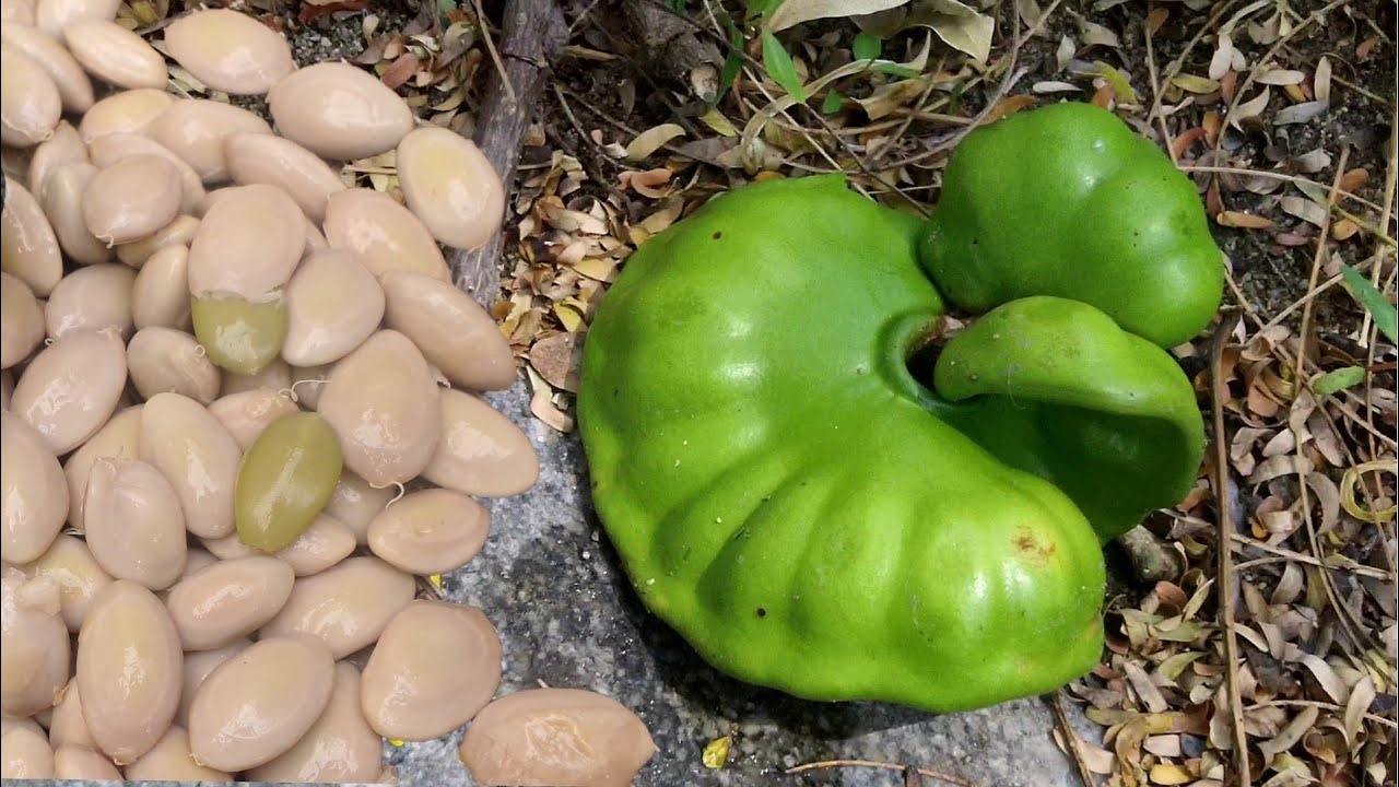 Semilla de parota comestible 𝑬𝒏𝒕𝒆𝒓𝒐𝒍𝒐𝒃𝒊𝒖𝒎 𝒄𝒚𝒄𝒍𝒐𝒄𝒂𝒓𝒑𝒖𝒎 - YouTube