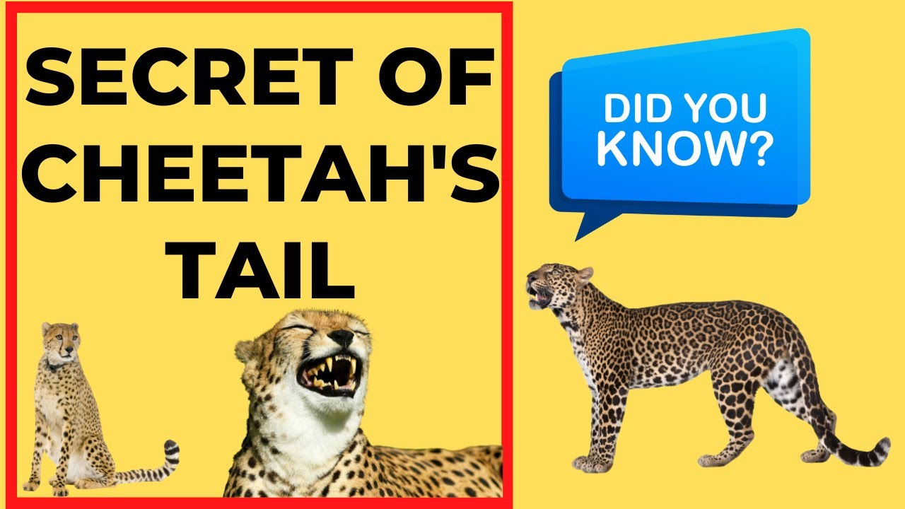 Did You Know || Secret of Cheetah's Tail || cheetah hunting || cheetah ...