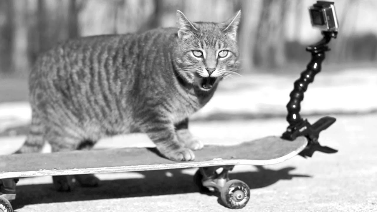 Manny The Selfie Cat - "The Go Pro" - YouTube