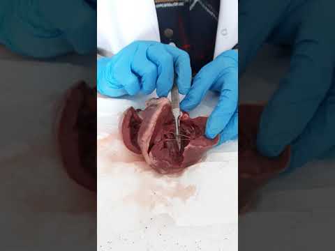 Biyoloji Seda hoca ile kalp diseksiyonu