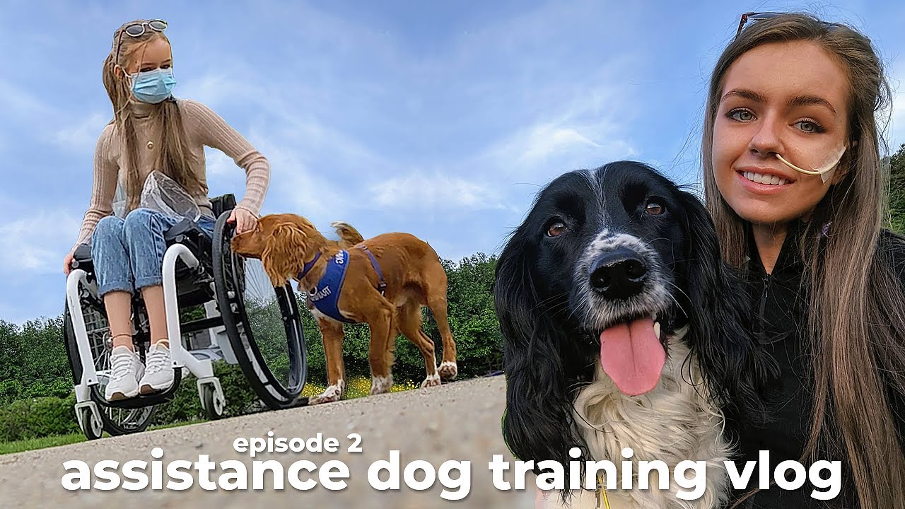 assistance dog training vlog EP2 - YouTube