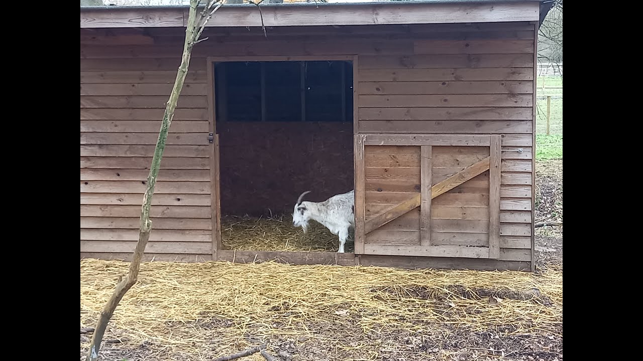 Animals at Willows Activity Farm - YouTube