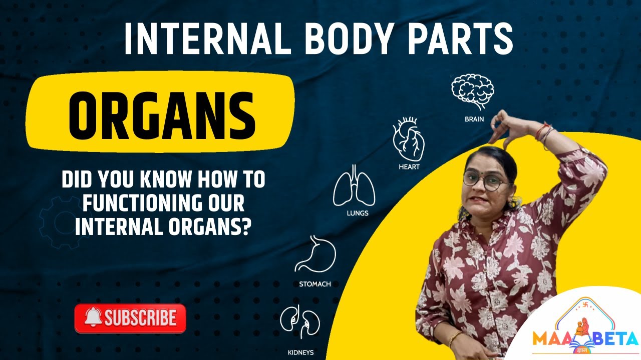 Internal organs | Science Chapter Internal Body Parts | Working of ...