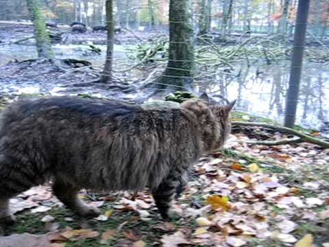 Tamlin, Siberian cat meets wild boar - YouTube