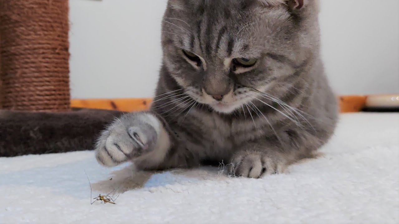 Cat Vs Fly - YouTube