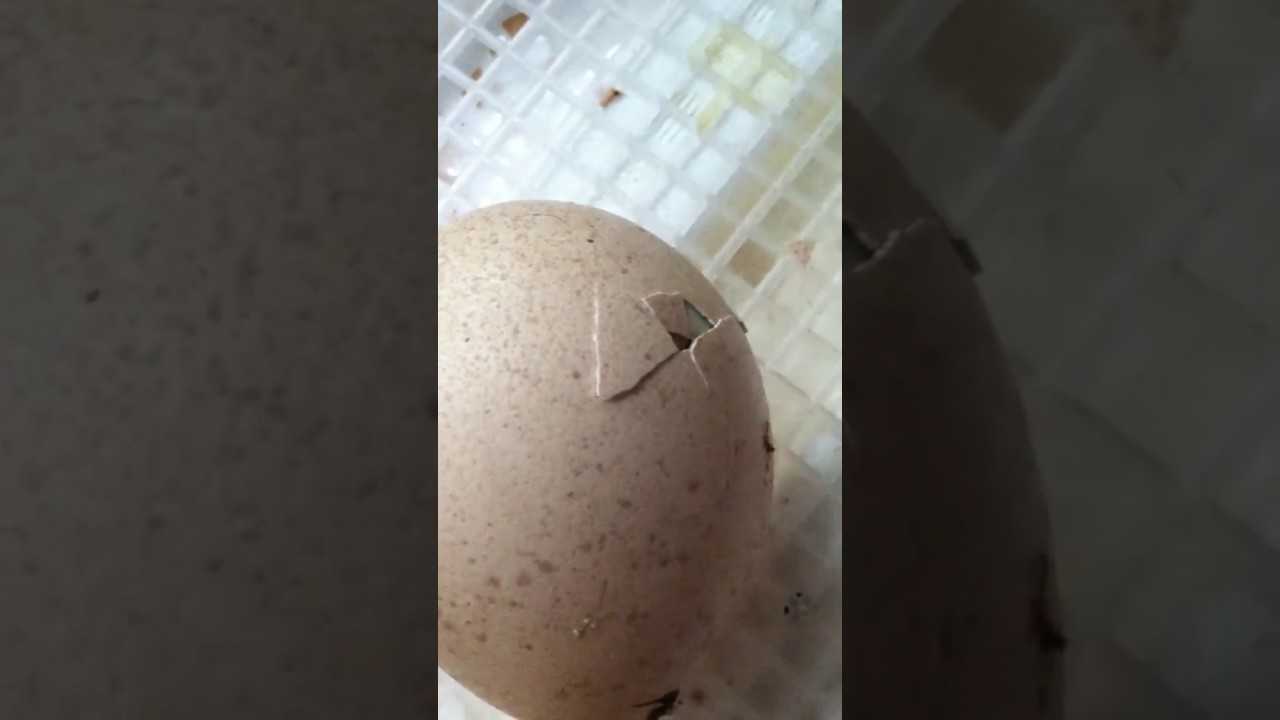 Peacock egg hatching open on day 27 in incubator - YouTube
