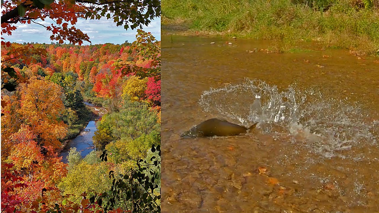 Salmon Run at Bronte River, Salmon Spawning 2020 - YouTube